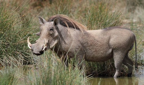 Top 13 des animaux moches mais pas trop